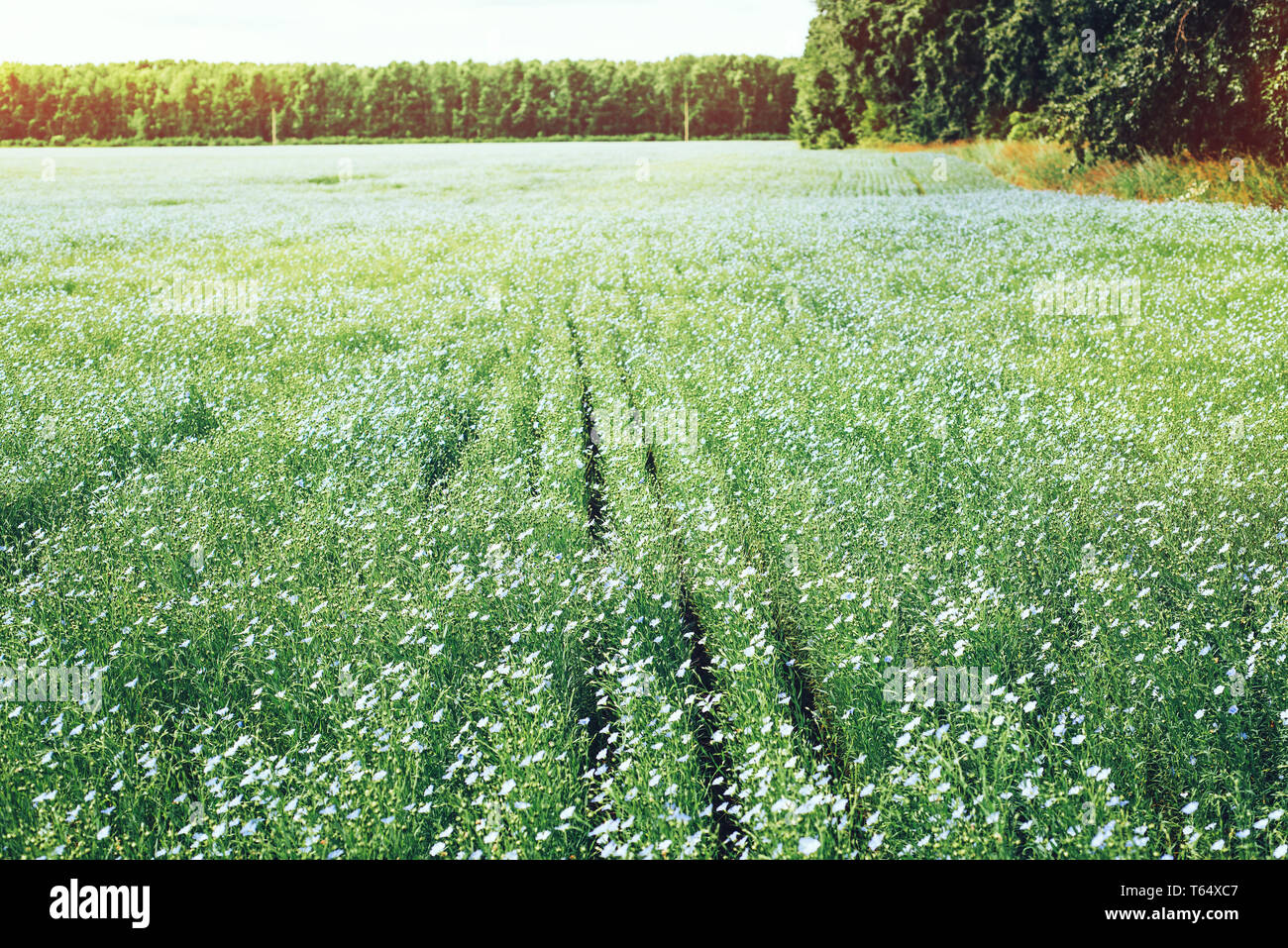 Blue blooming field hi-res stock photography and images - Alamy