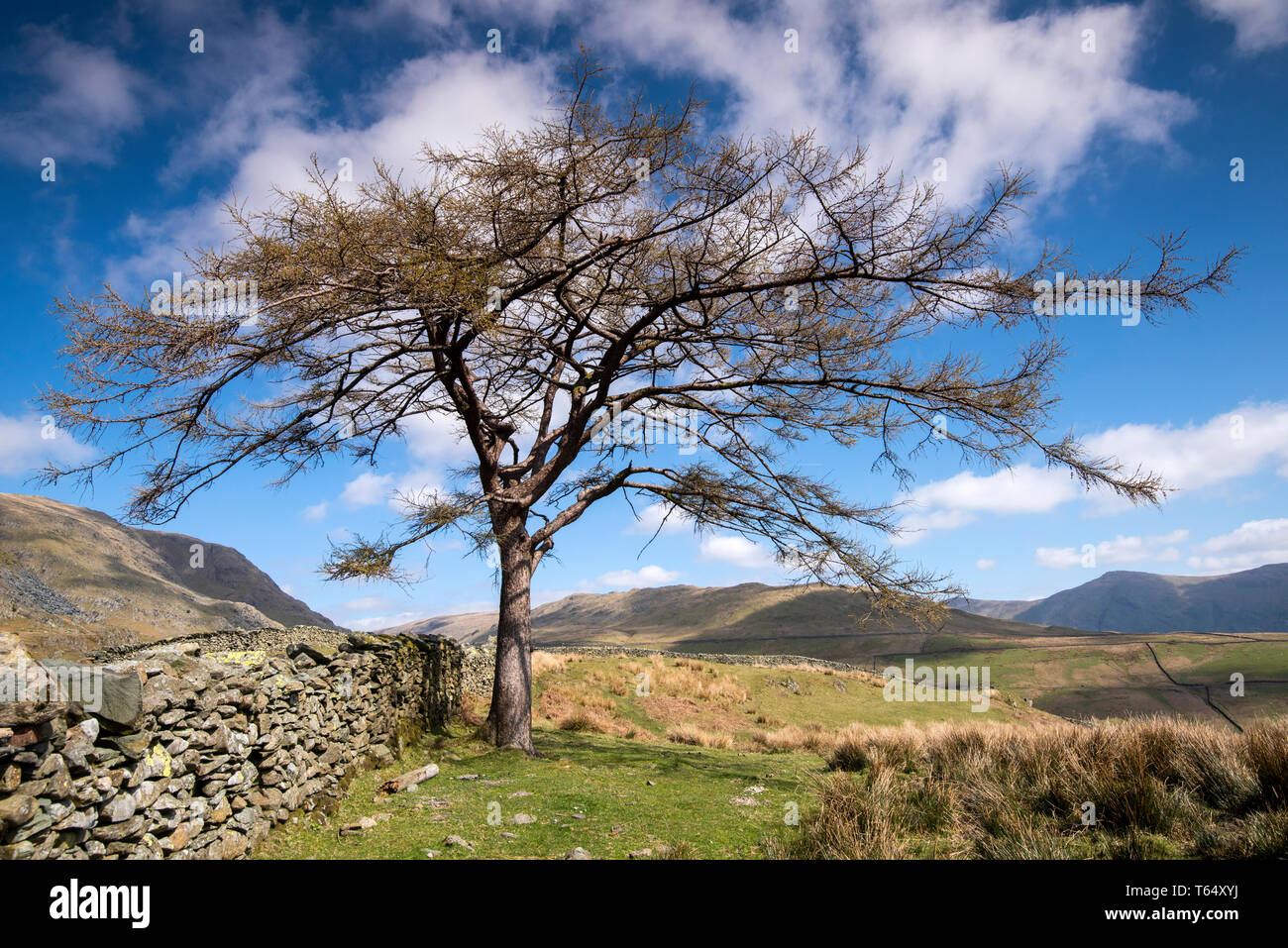 Lone tree on 'the struggle' leading up to the Kirkstone Pass in the ...