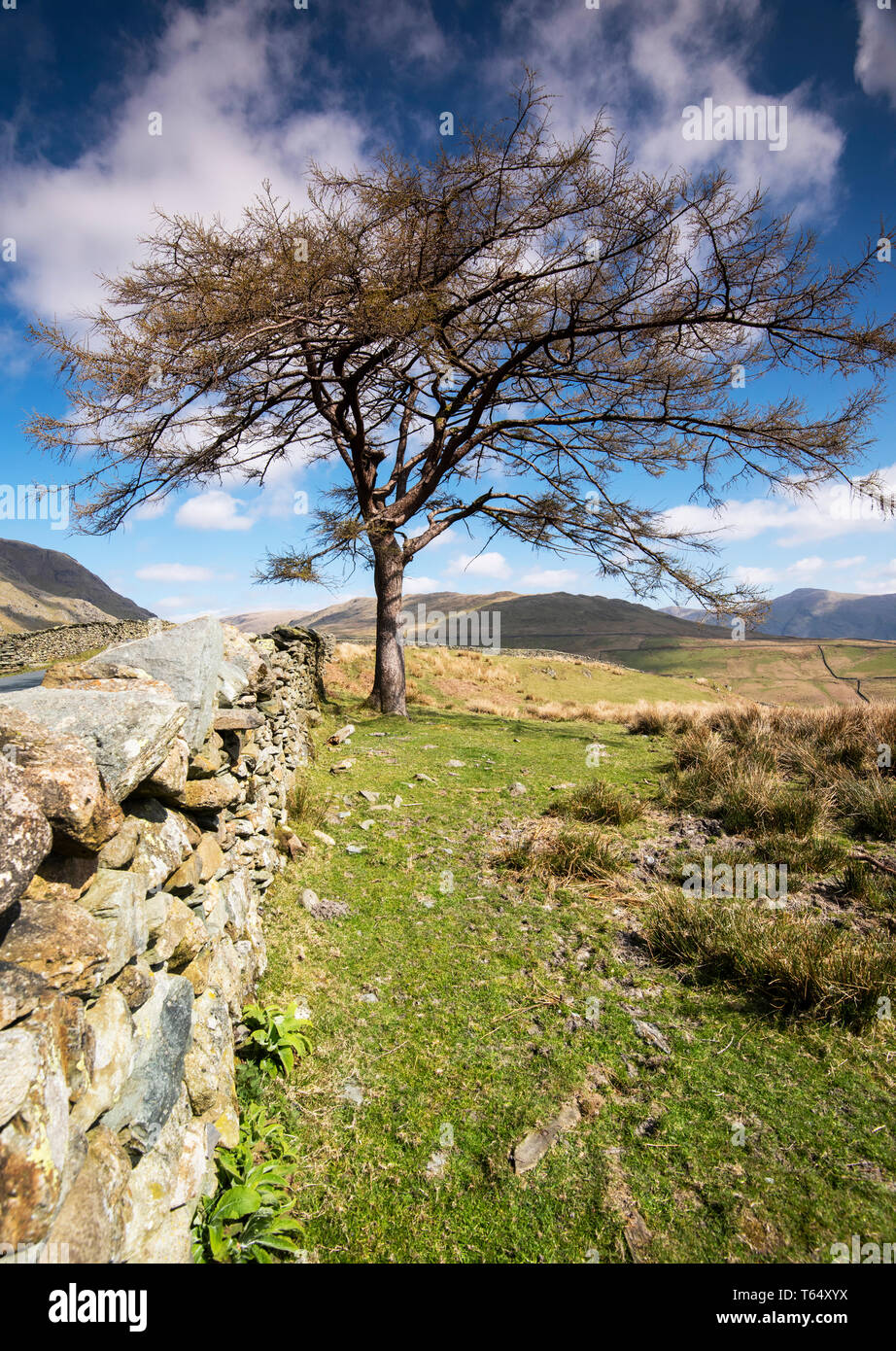 Lone tree on 'the struggle' leading up to the Kirkstone Pass in the ...