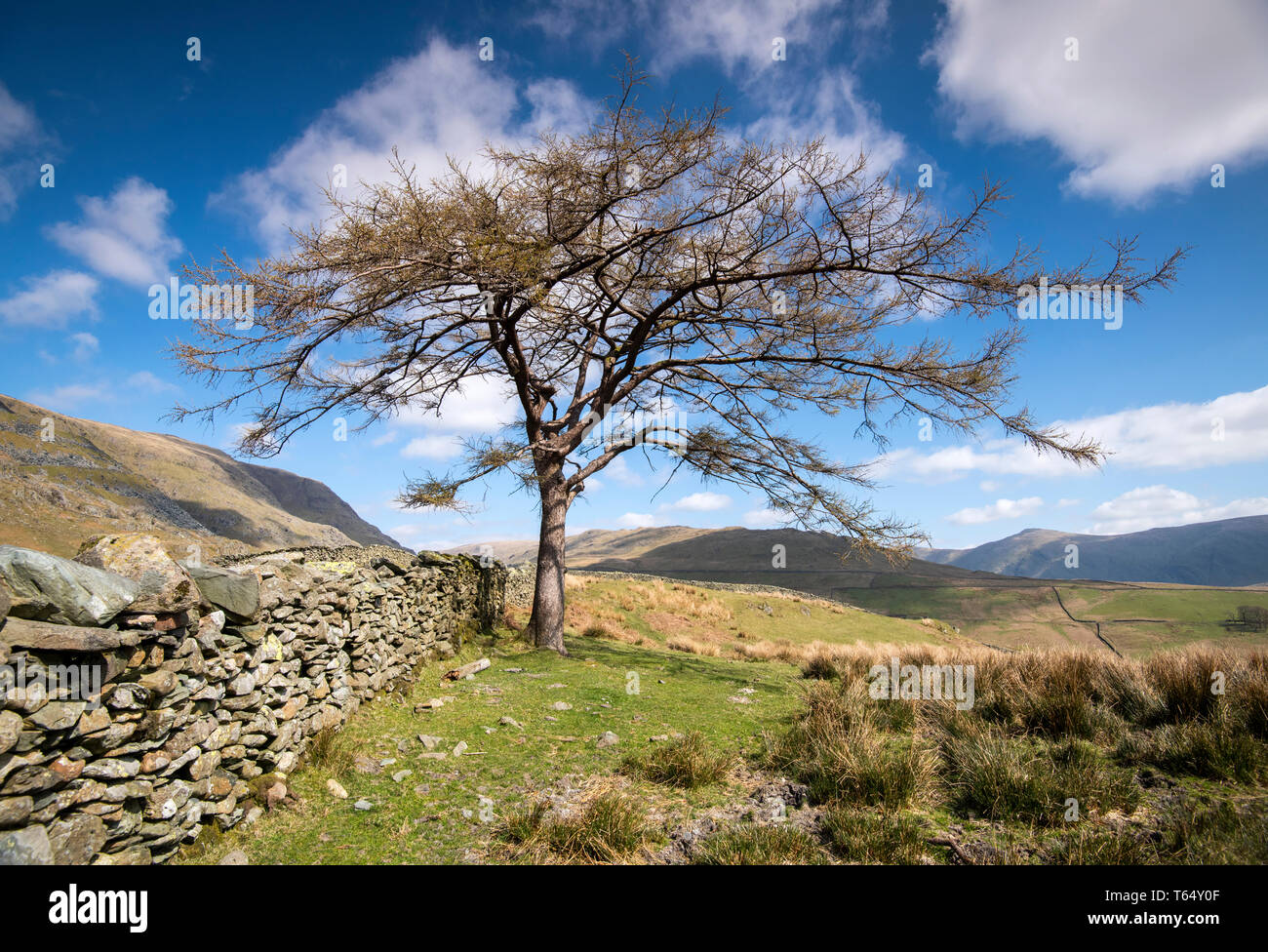 Lone tree on 'the struggle' leading up to the Kirkstone Pass in the ...