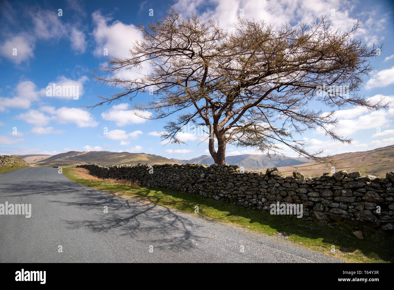 Lone tree on 'the struggle' leading up to the Kirkstone Pass in the ...