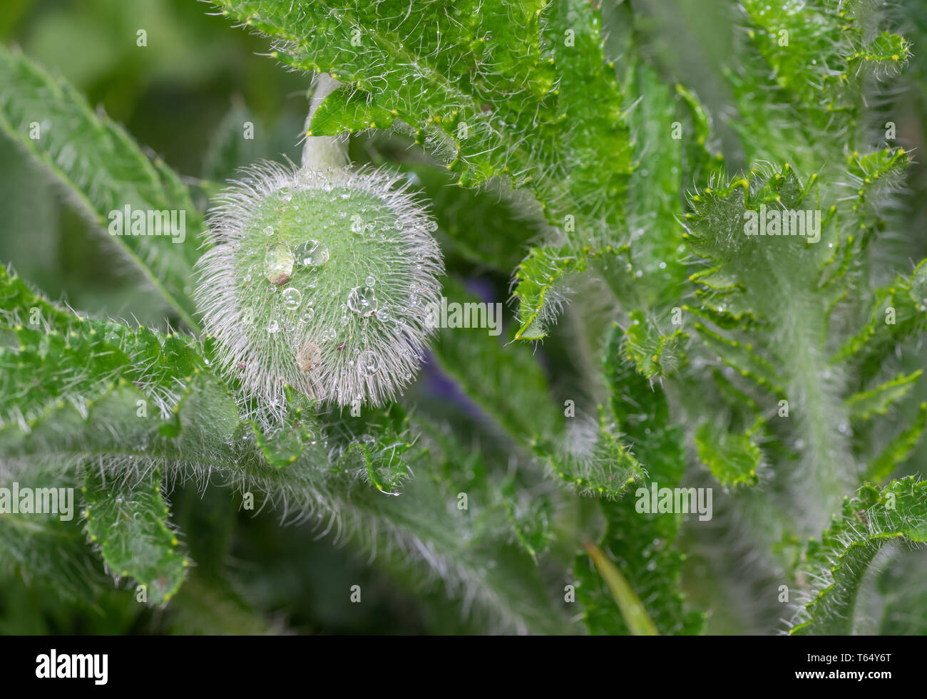Unopened poppy hi-res stock photography and images - Alamy