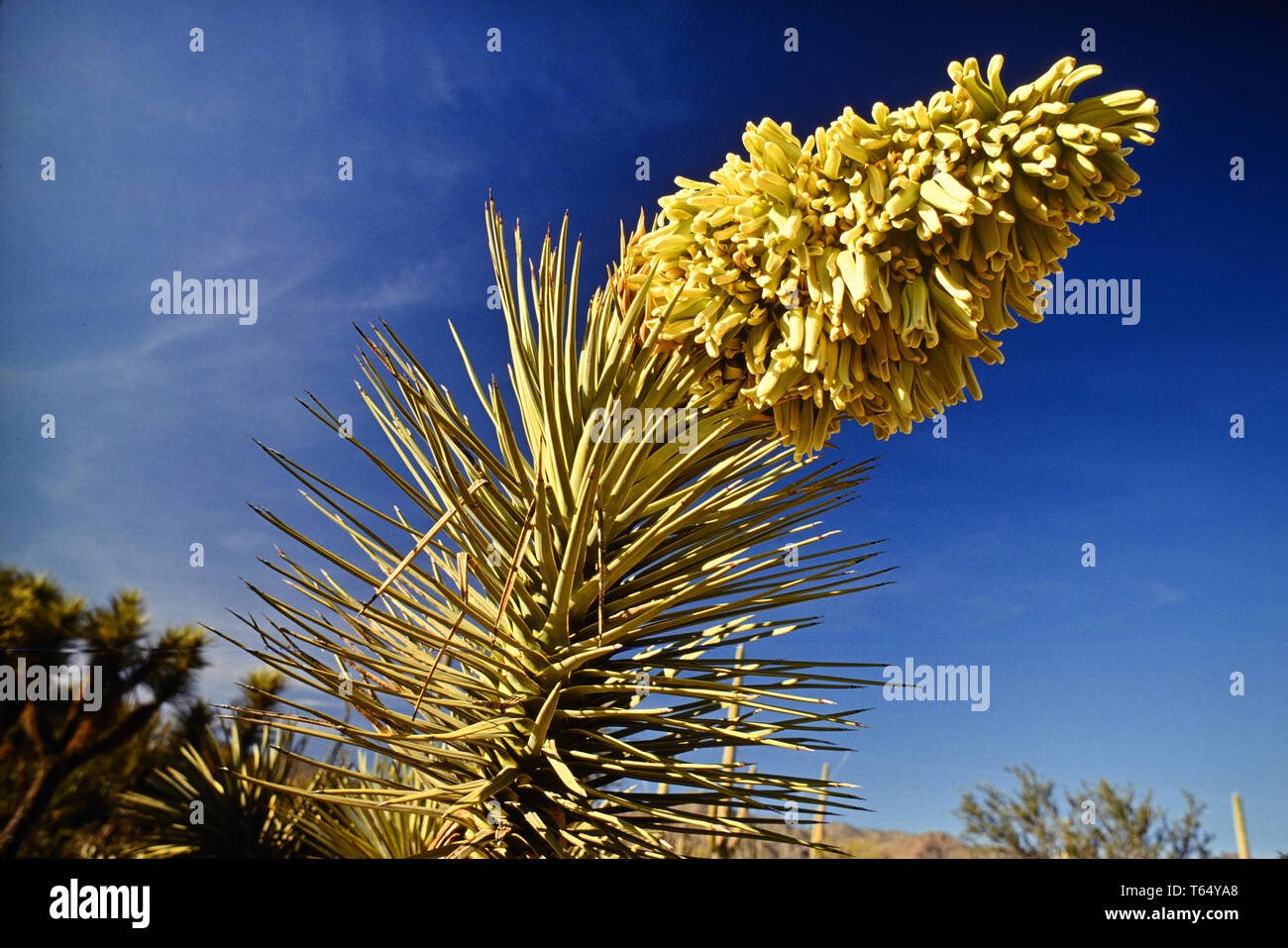 Blooming joshua tree tree hi-res stock photography and images - Alamy