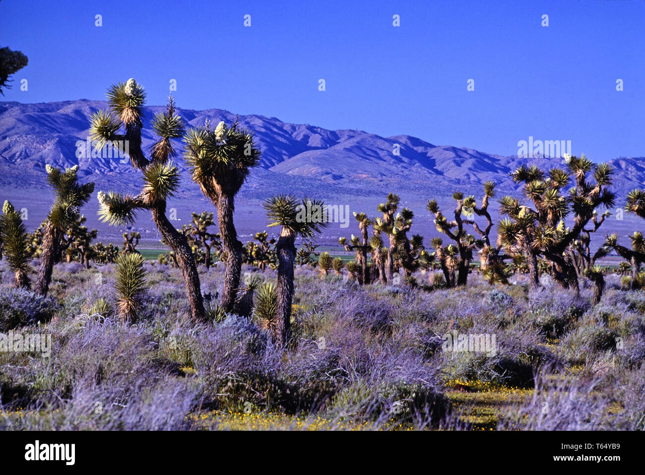 Short tree tall tree hi-res stock photography and images - Alamy