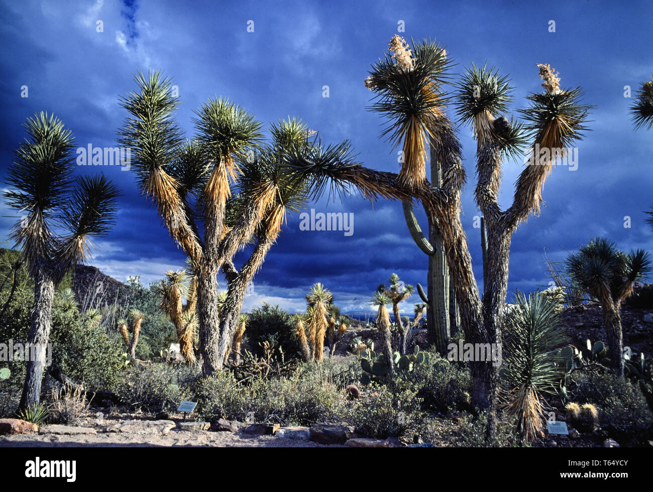 Short tree tall tree hi-res stock photography and images - Alamy