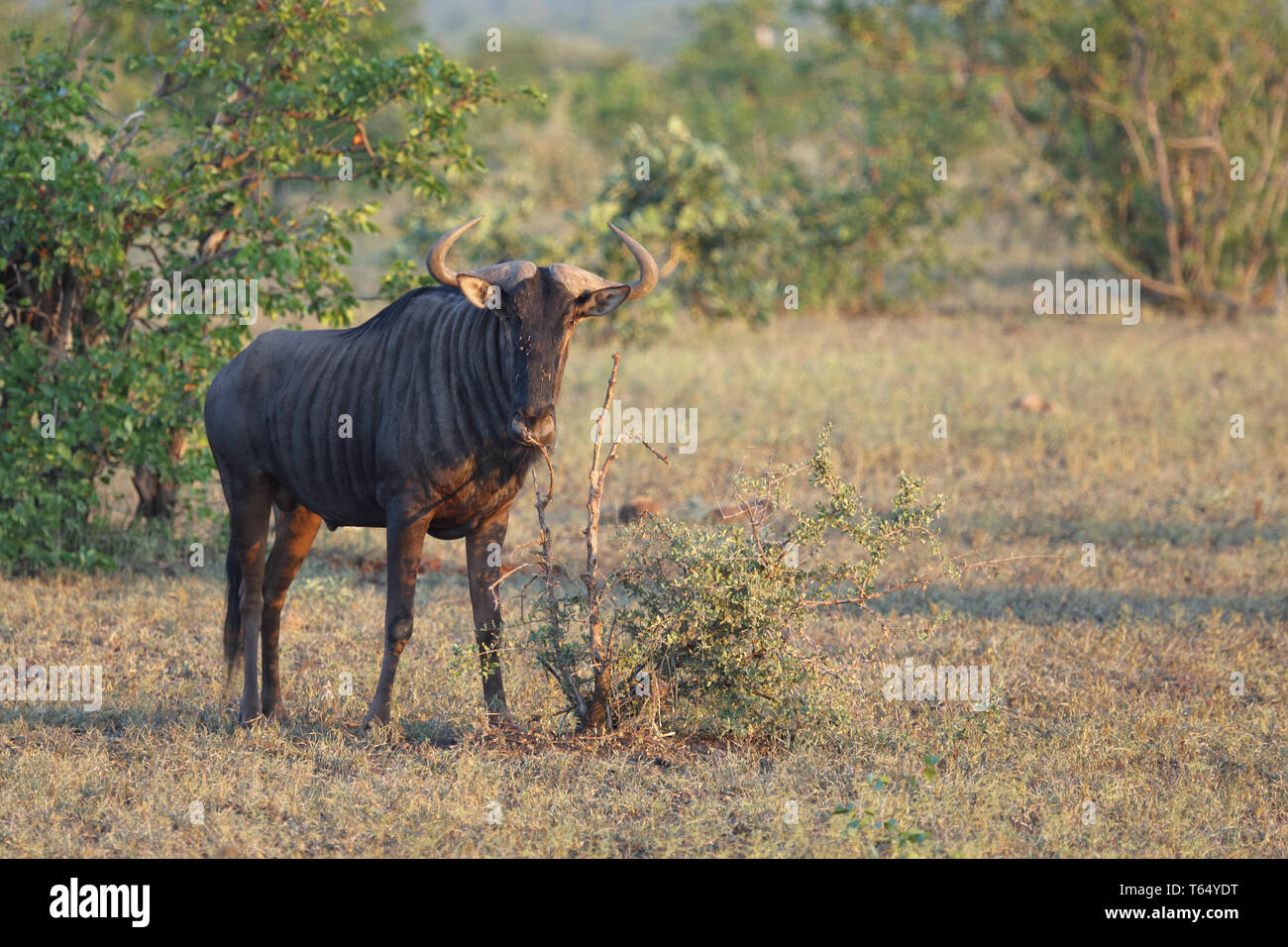 Streifengnus High Resolution Stock Photography and Images - Alamy