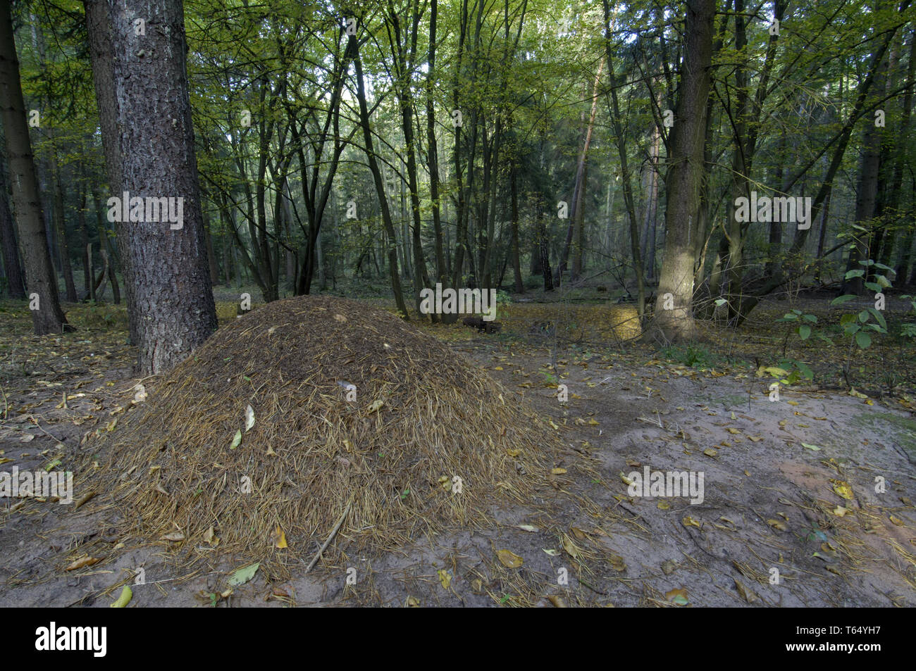 Horse ant hi-res stock photography and images - Alamy