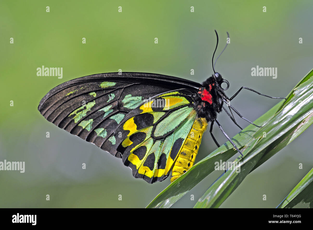Ornithoptera hi-res stock photography and images - Alamy