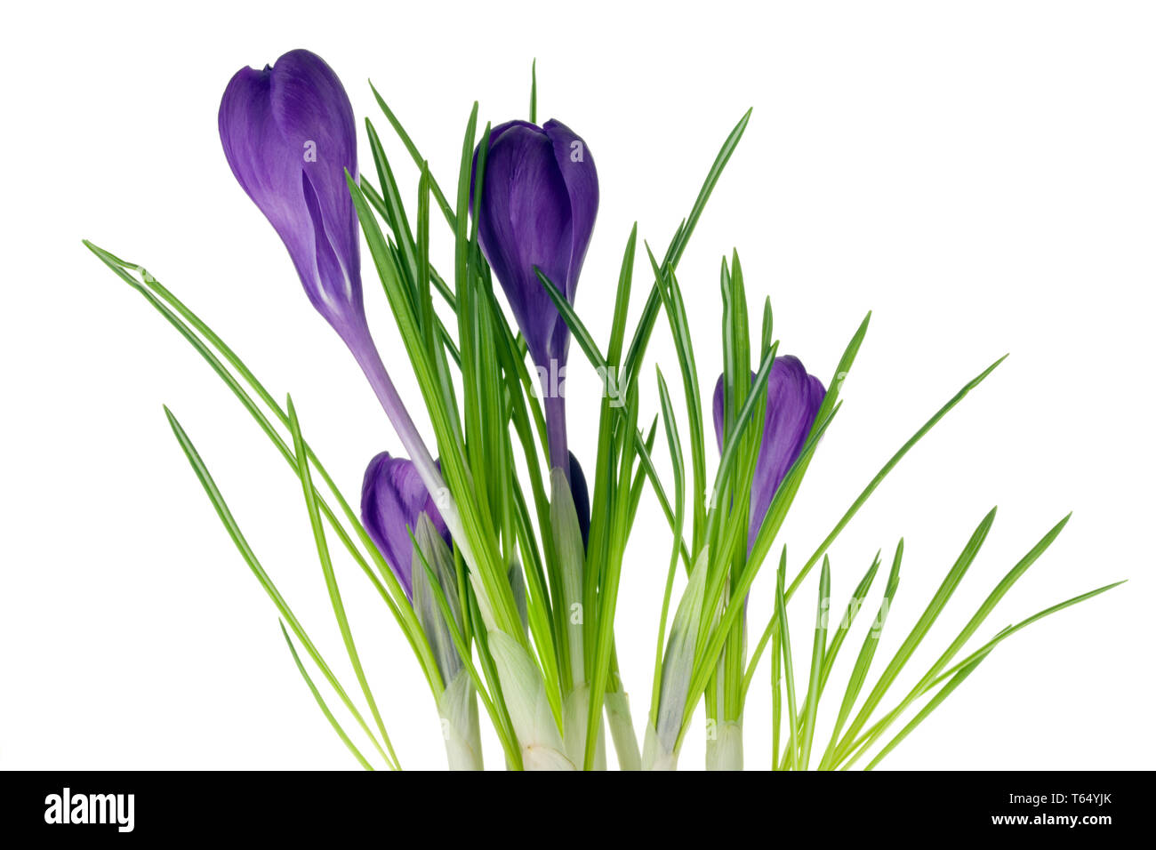 Blue crocus isolated hi-res stock photography and images - Alamy