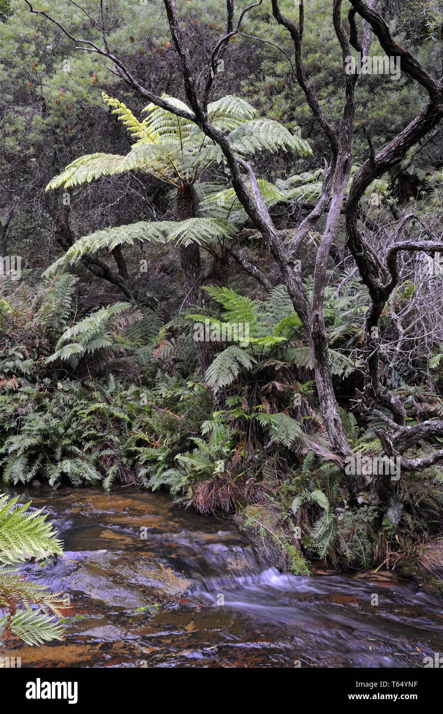 Rainforest in Northern Queensland, Australia Stock Photo - Alamy