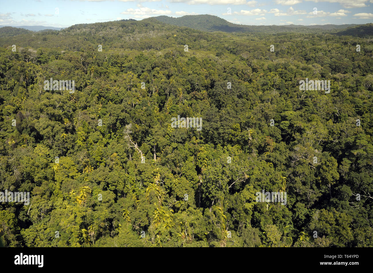 Rainforest in Northern Queensland, Australia Stock Photo - Alamy