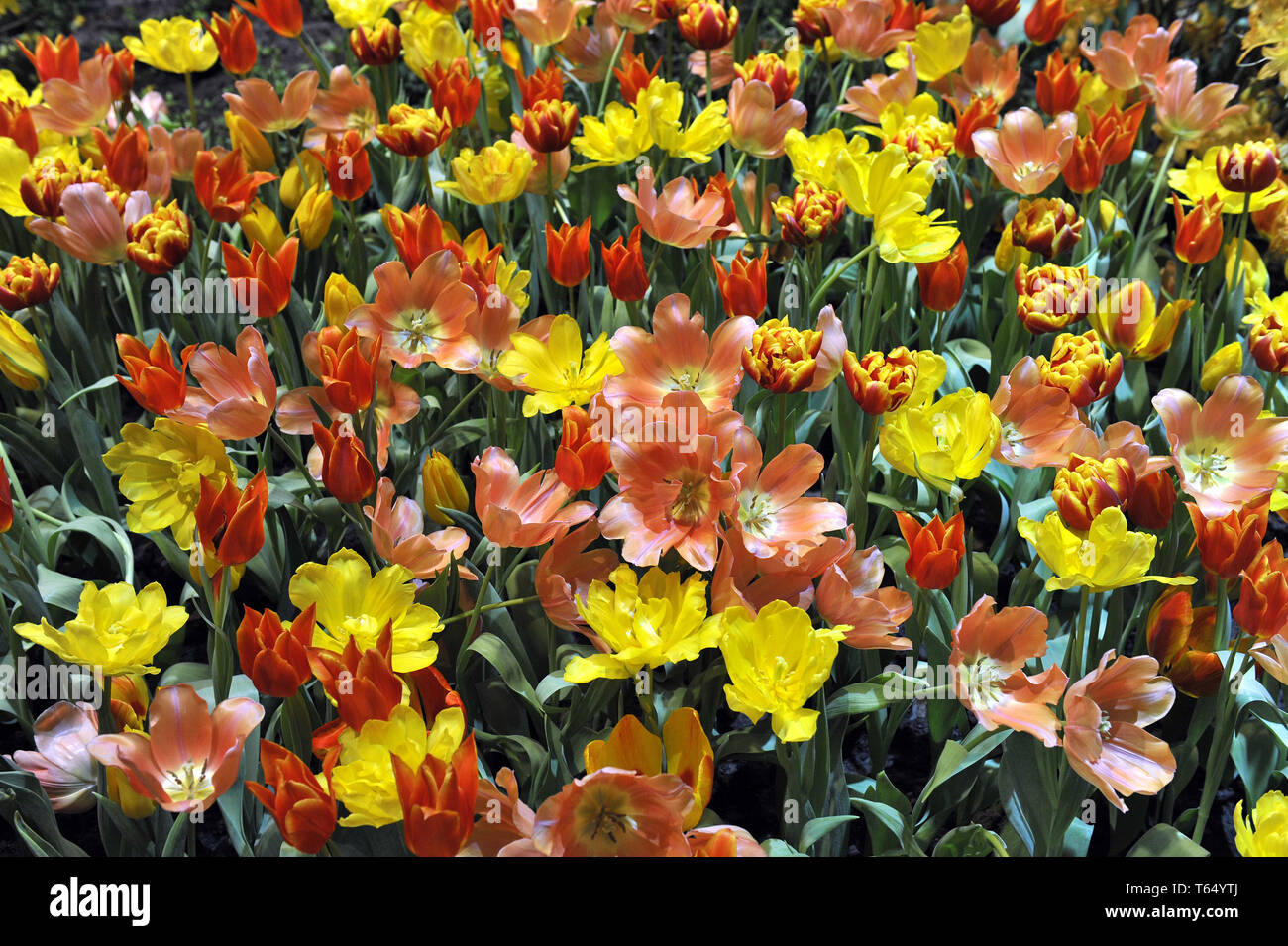 Tulip blooming season in the Netherlands, Europe Stock Photo - Alamy