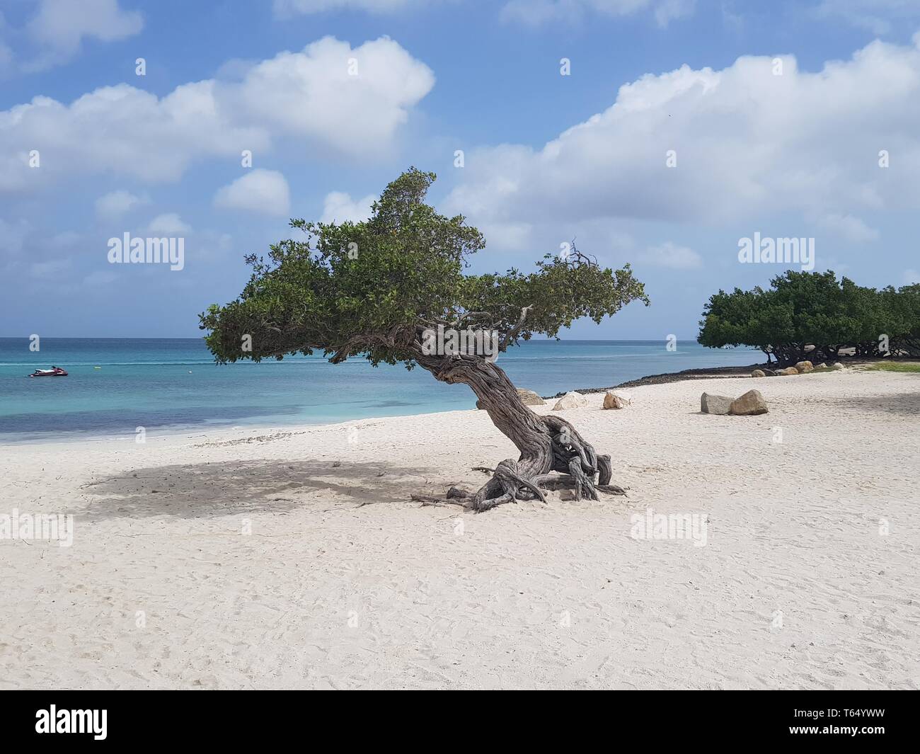 Aruba, and the small little tree at the beach side Stock Photo - Alamy