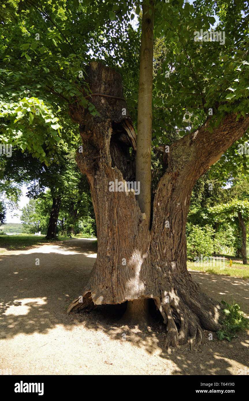 linden tree, genus tilia Stock Photo - Alamy