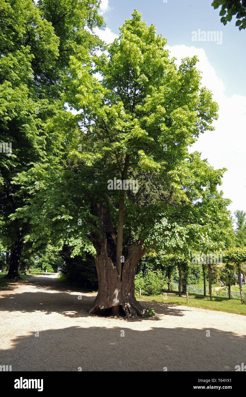 linden tree, genus tilia Stock Photo - Alamy