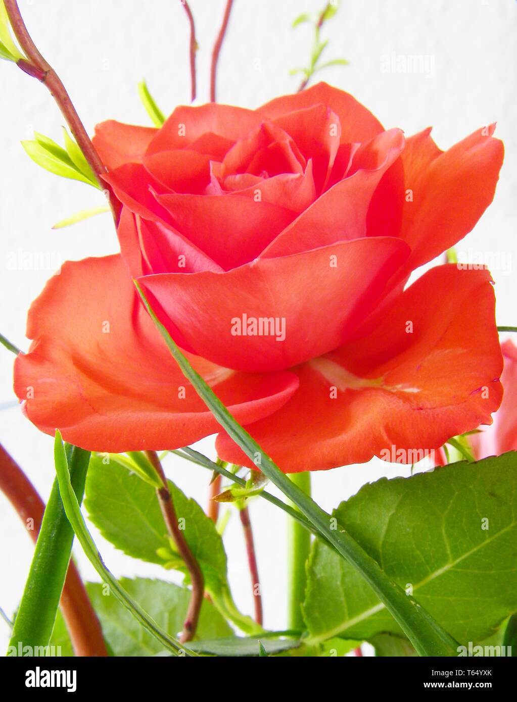 Gerald rose hi-res stock photography and images - Alamy