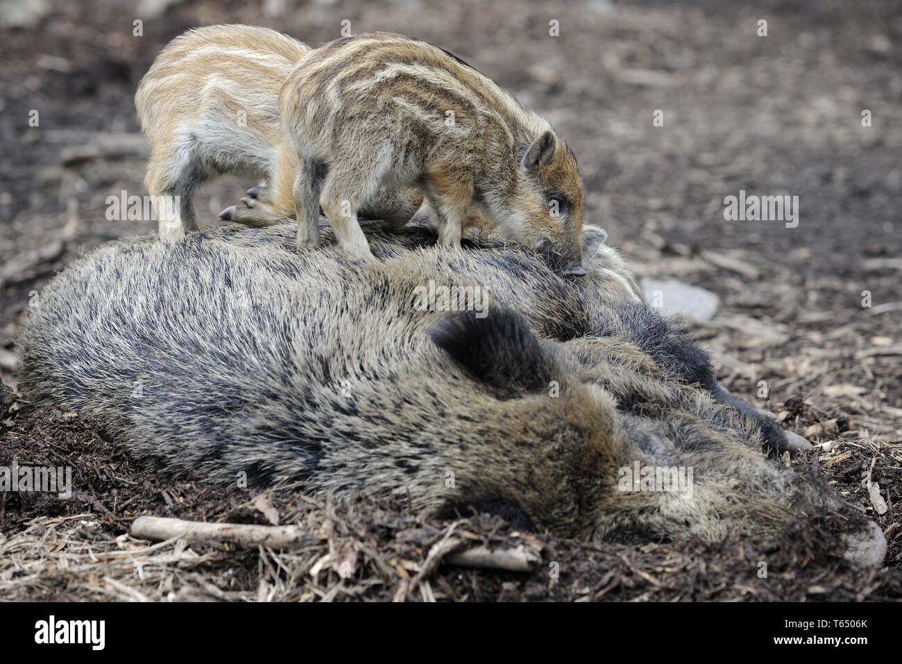 wild Boar, shoats, Sus scrofa, Nationalpark Bavarian forest, Germany ...