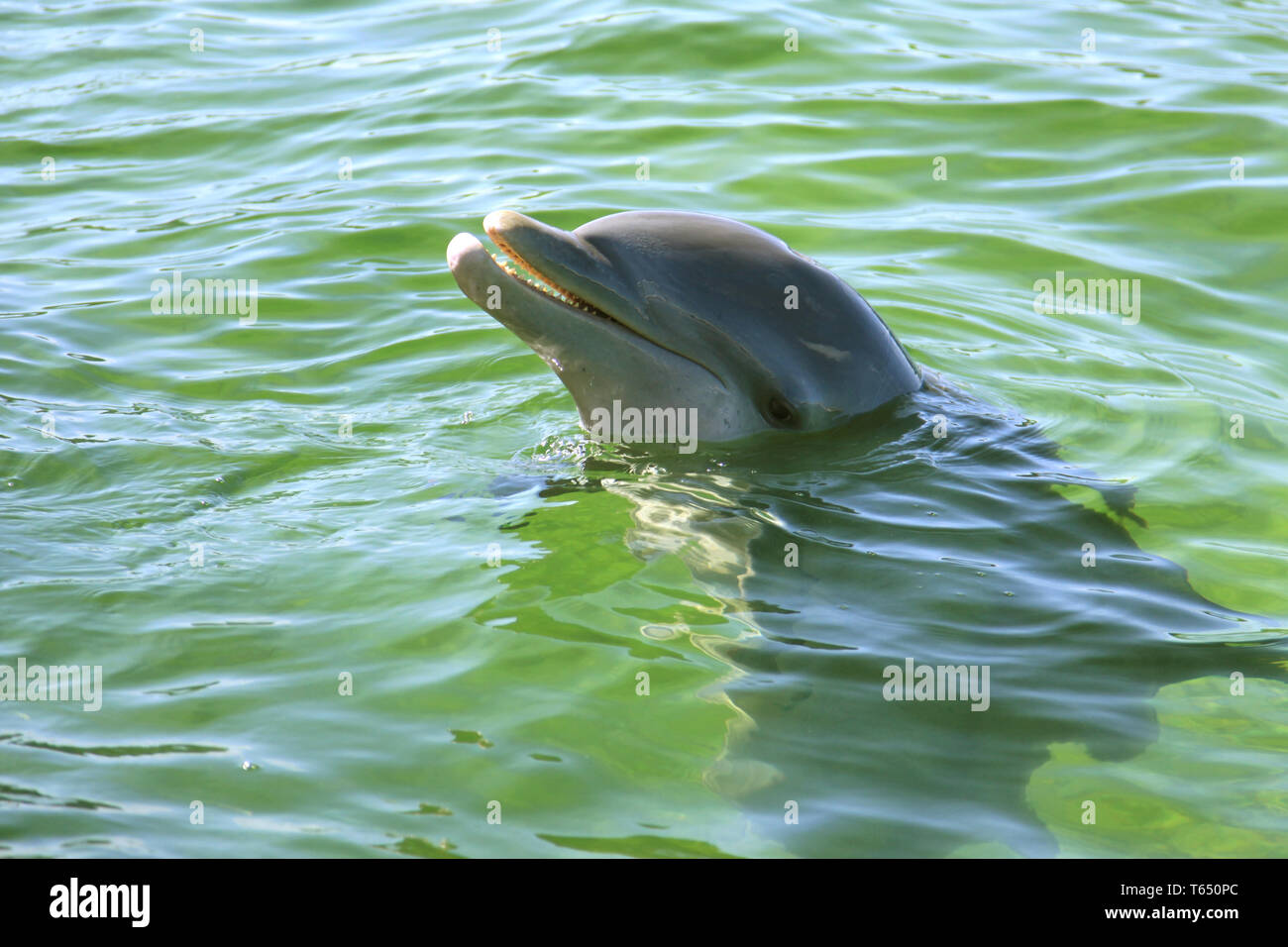 Dolphin open mouth wild hi-res stock photography and images - Alamy