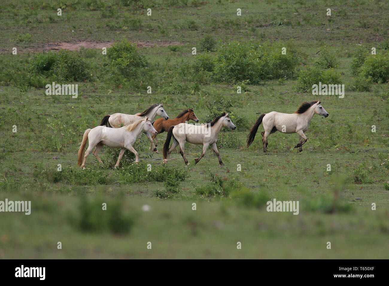 Brumby woods hi-res stock photography and images - Alamy