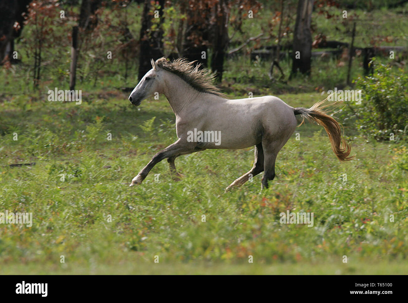 Brumby woods hi-res stock photography and images - Alamy