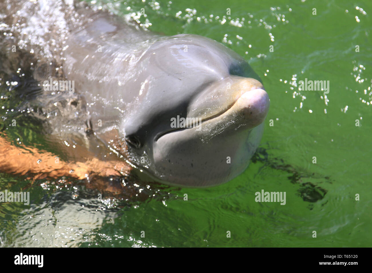 Dolphin fish mouth hi-res stock photography and images - Alamy