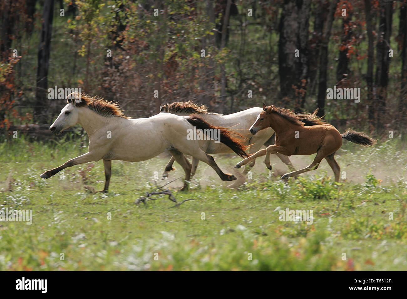 Brumby woods hi-res stock photography and images - Alamy