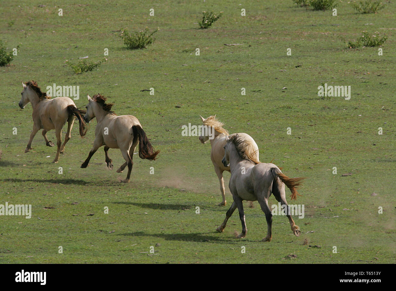 Brumby woods hi-res stock photography and images - Alamy