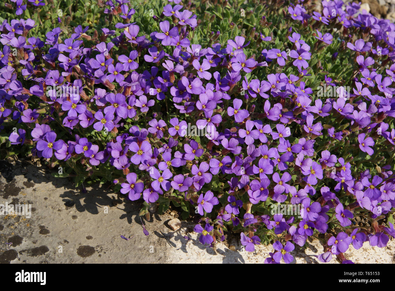 Rock cress hi-res stock photography and images - Alamy