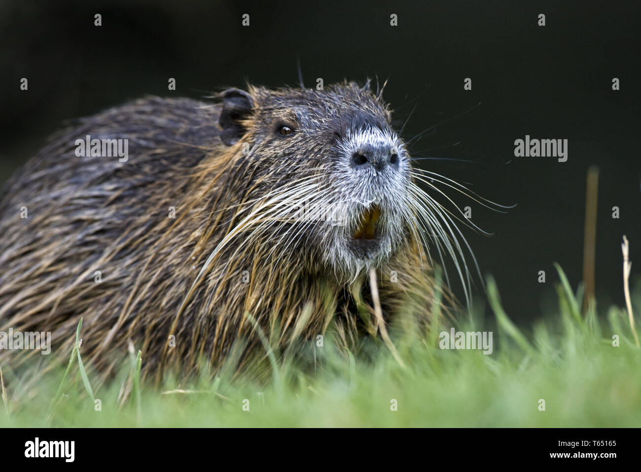 Nutria or River Rat [Myocastor coypus] Stock Photo - Alamy