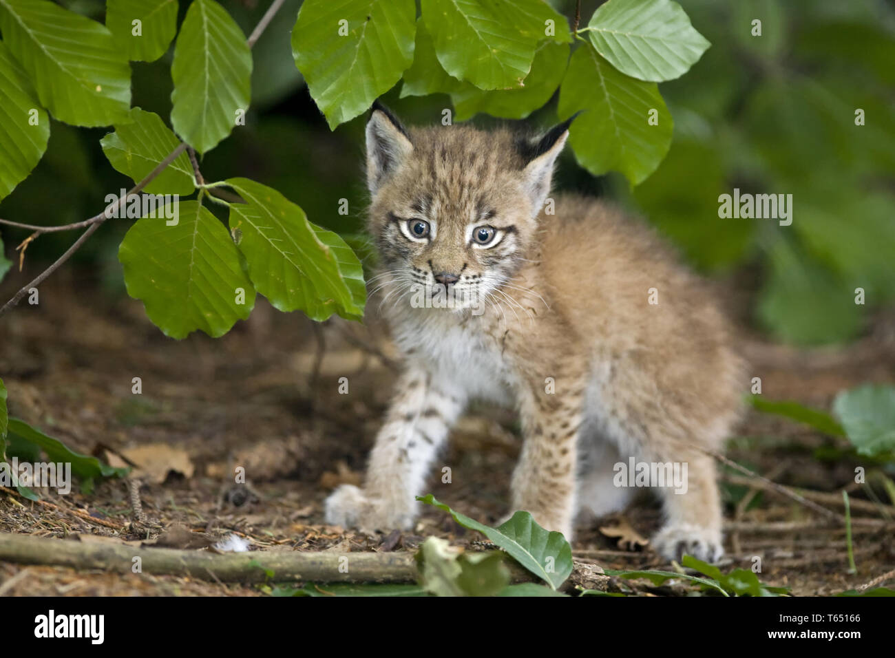 Felis Lynx, European Lynx, Bavarian National Park, Germany Stock Photo ...