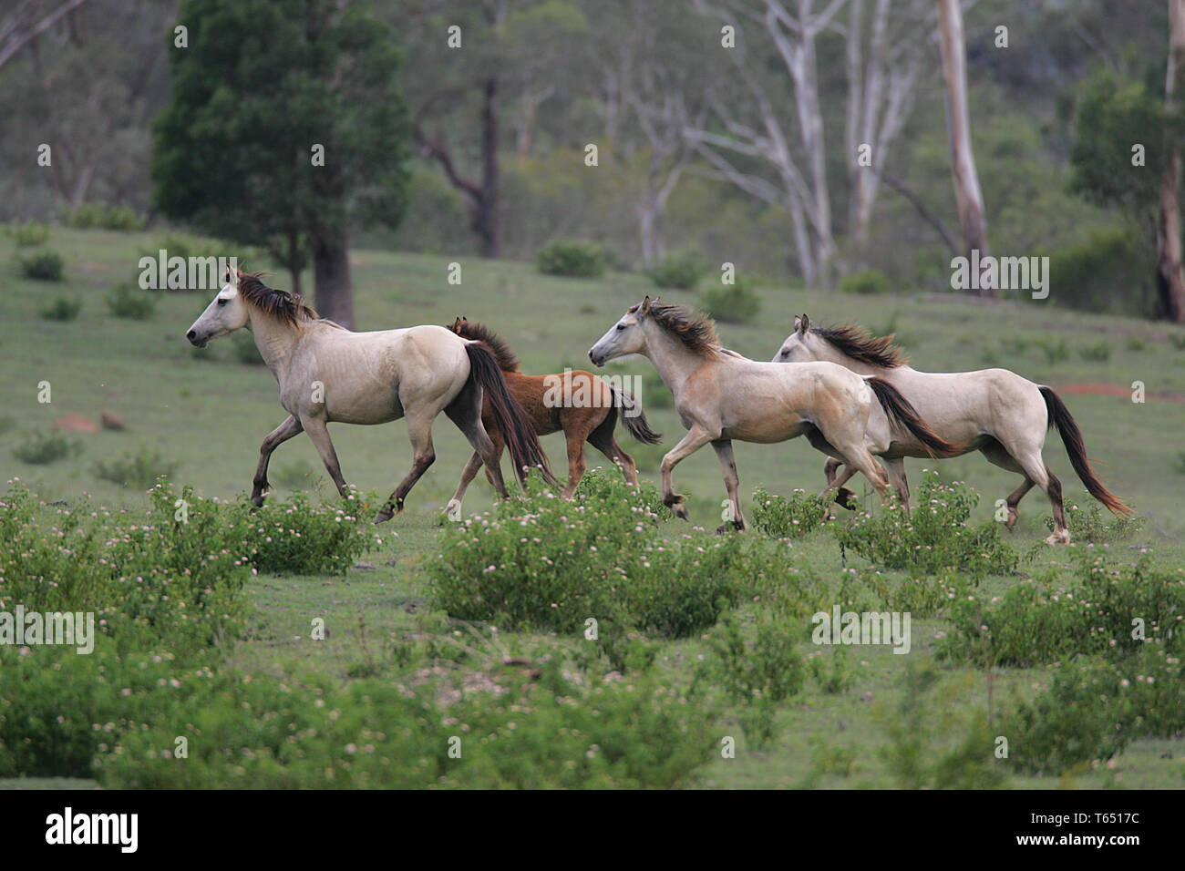Brumby woods hi-res stock photography and images - Alamy