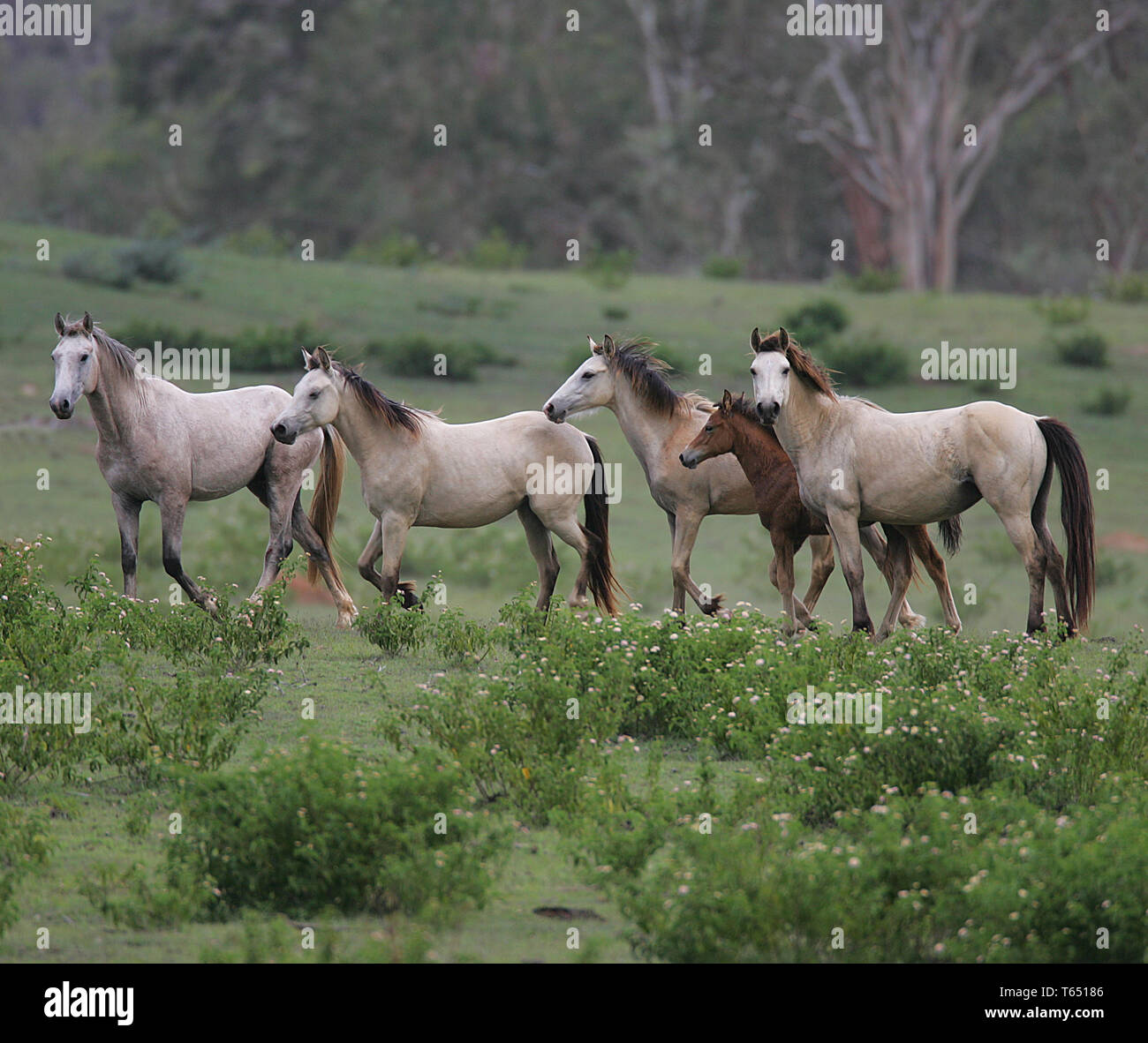 Brumby woods hi-res stock photography and images - Alamy