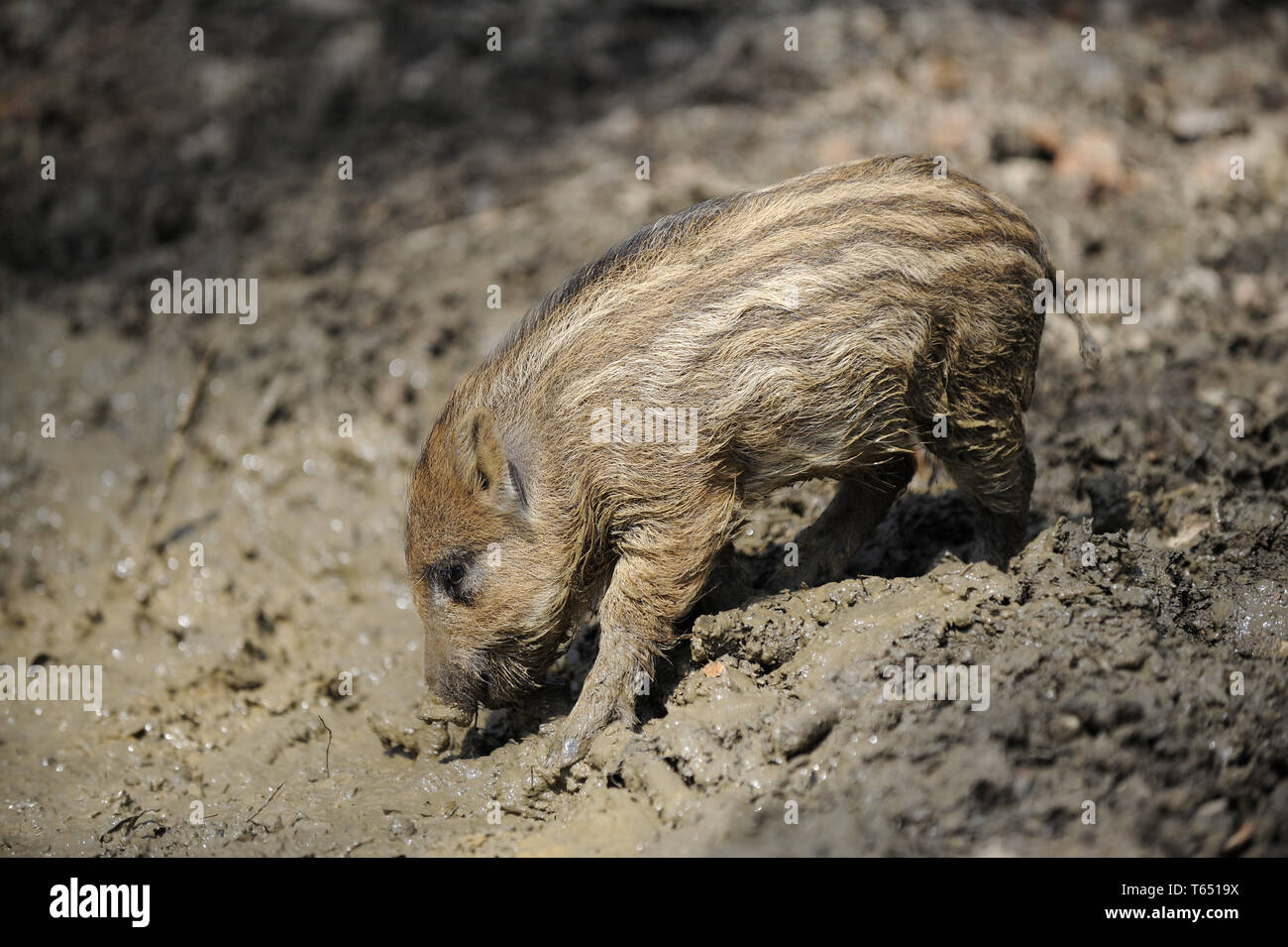 wild Boar, shoats, Sus scrofa, Nationalpark Bavarian forest, Germany ...