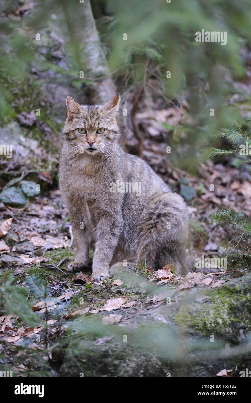 European Wild Cat, Felis silvestris, South Germany Stock Photo - Alamy