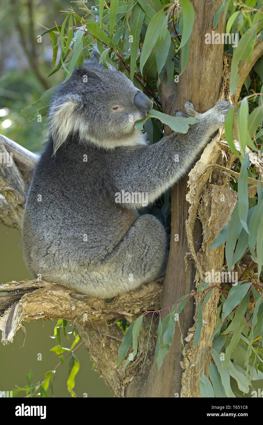 Koala Bear, Queensland, Australia Stock Photo - Alamy