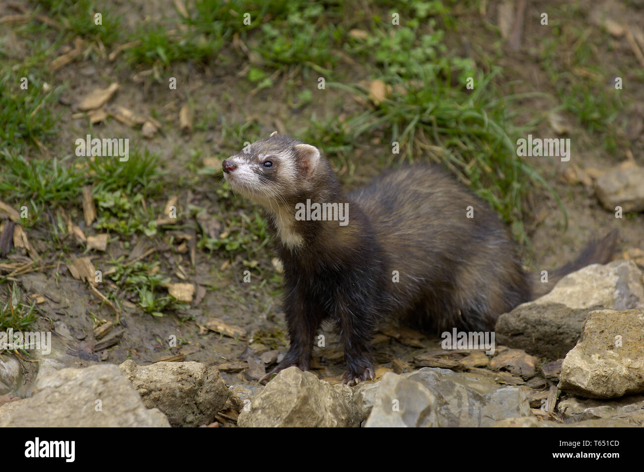 Ferret [Mustela putorius furo] Stock Photo - Alamy
