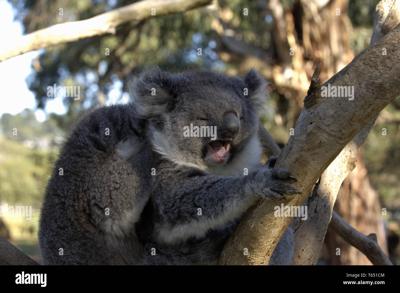 Koala Bear, Queensland, Australia Stock Photo - Alamy