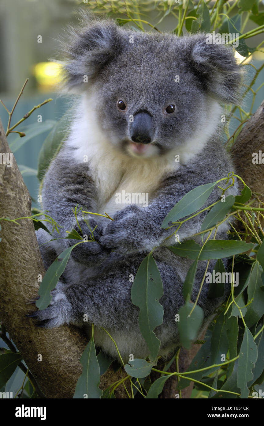 Koala Bear, Queensland, Australia Stock Photo - Alamy