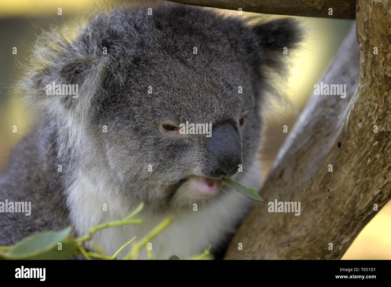 Koala Bear, Queensland, Australia Stock Photo - Alamy
