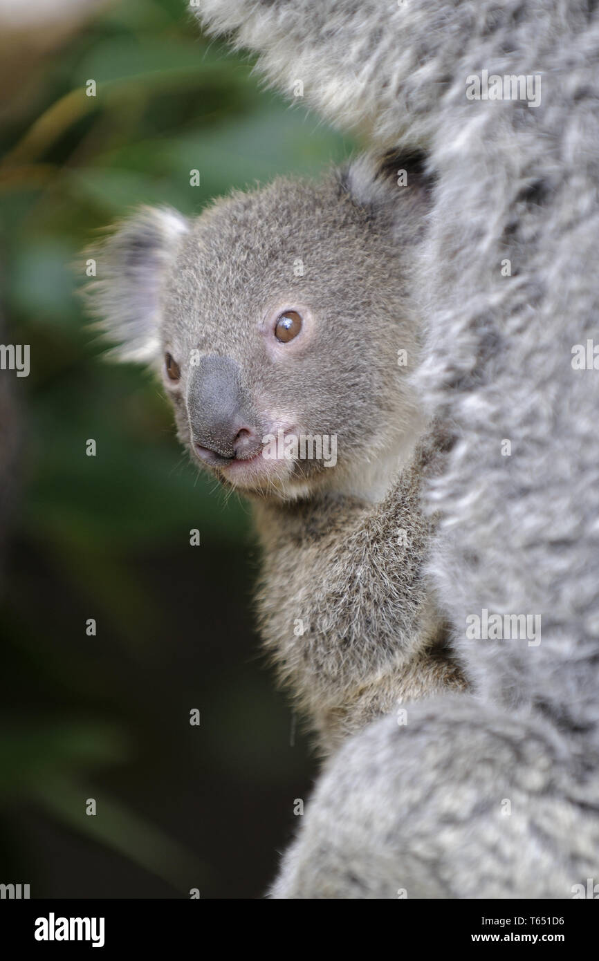 Koala Bear, Queensland, Australia Stock Photo - Alamy