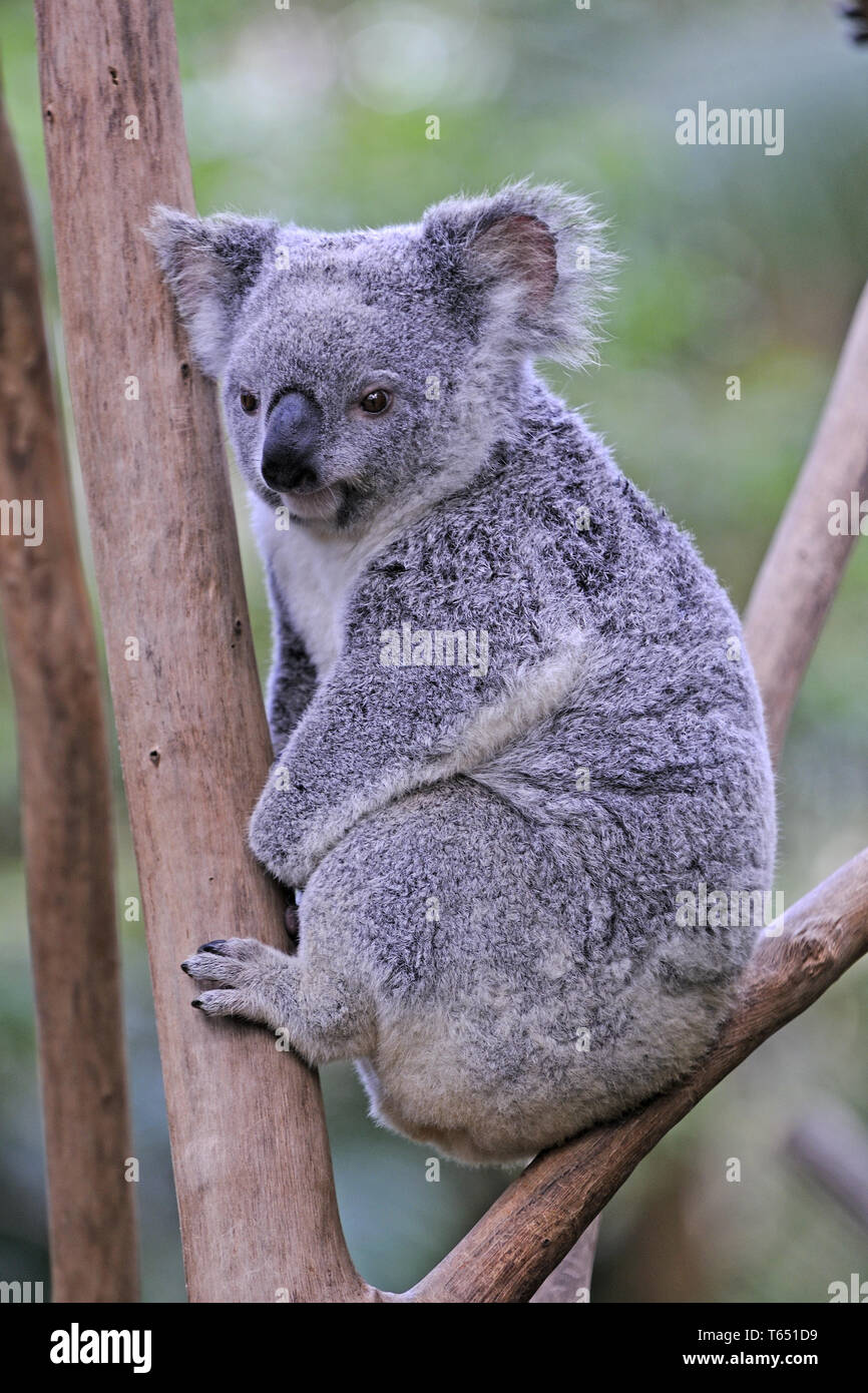 Koala Bear, Queensland, Australia Stock Photo - Alamy
