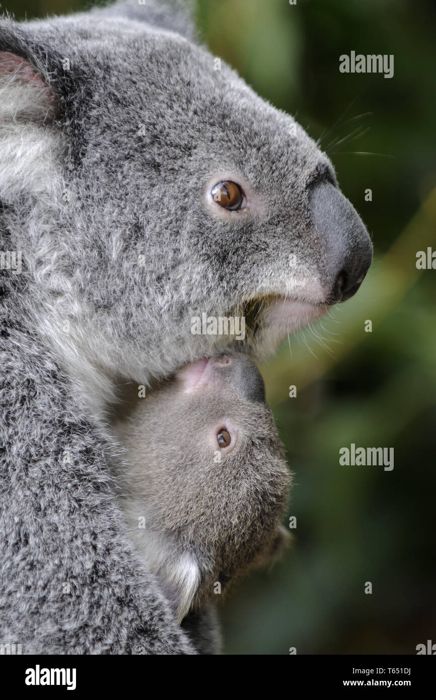 Koala Bear, Queensland, Australia Stock Photo - Alamy