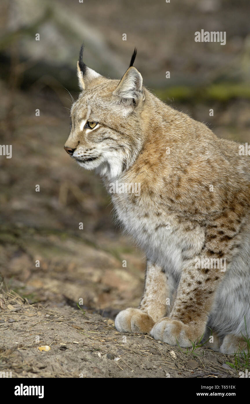 Felis Lynx, European Lynx, Bavarian National Park, Germany Stock Photo ...