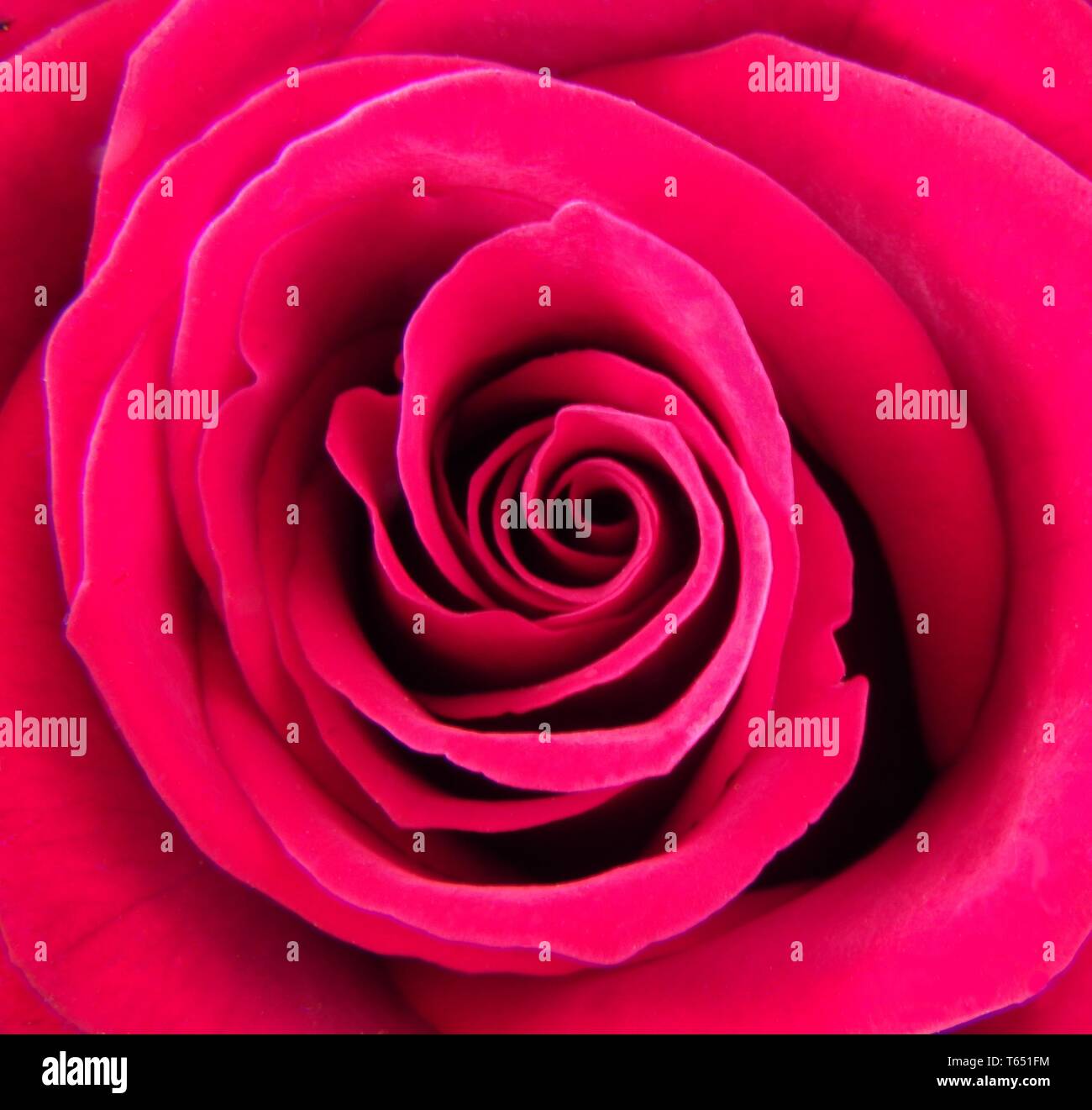 Gerald rose hi-res stock photography and images - Alamy