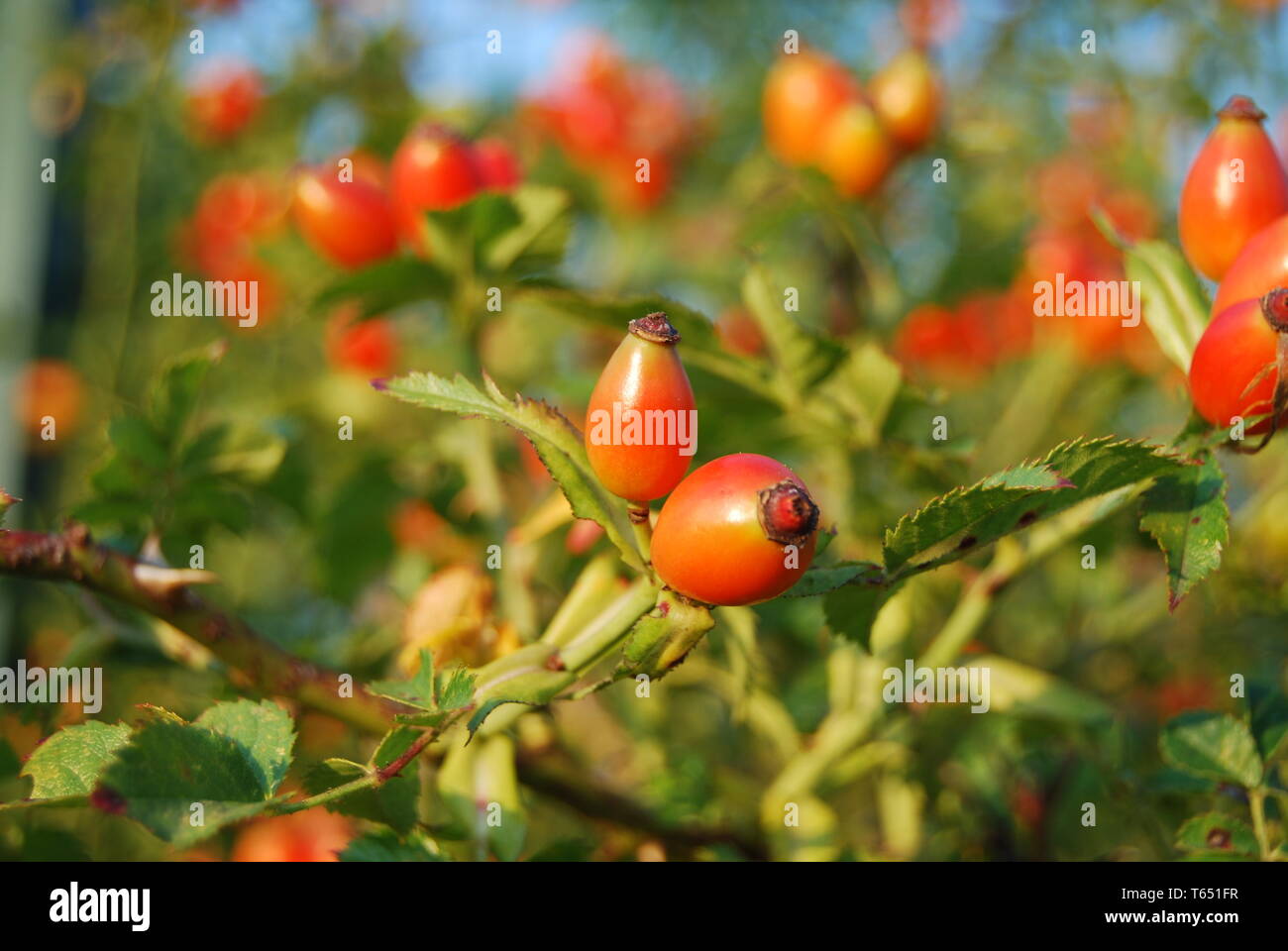 Rosehip or dog rose, Rosa canina Stock Photo - Alamy
