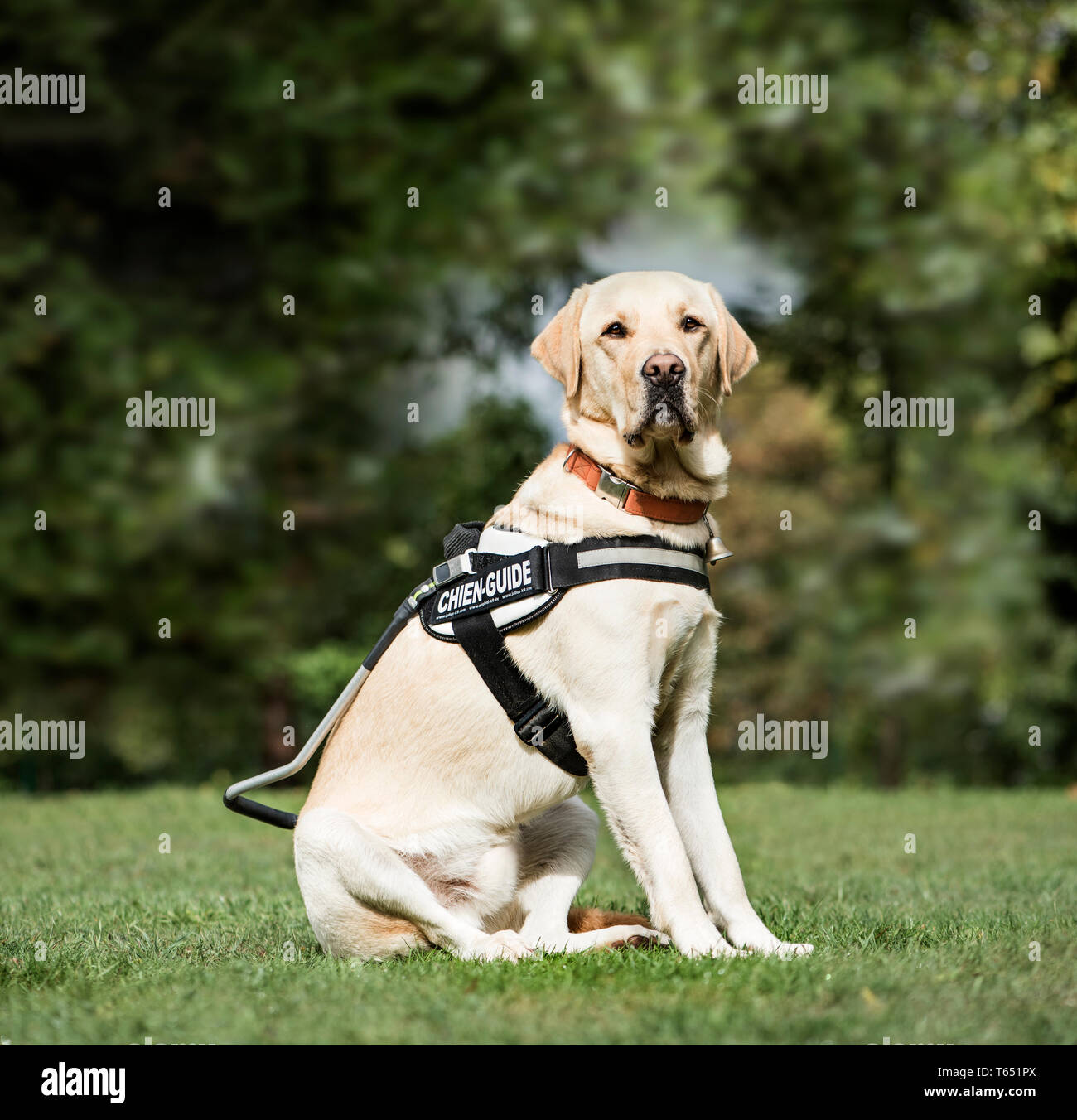 Canine guide hi-res stock photography and images - Alamy