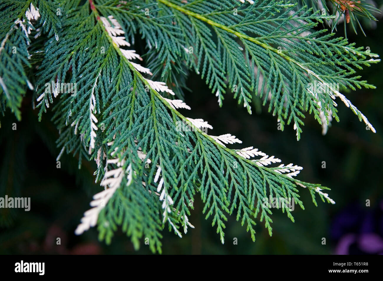 A beautiful multi-colored branch of an evergreen plant. Flora Stock ...