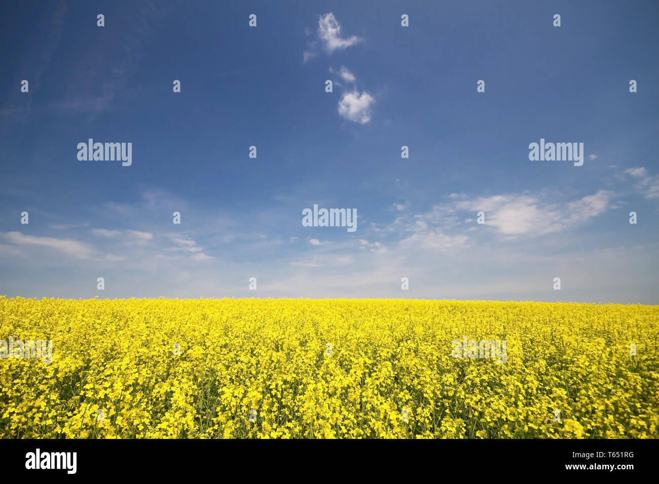 Blooming Colza Field, Eastern Germany Stock Photo - Alamy