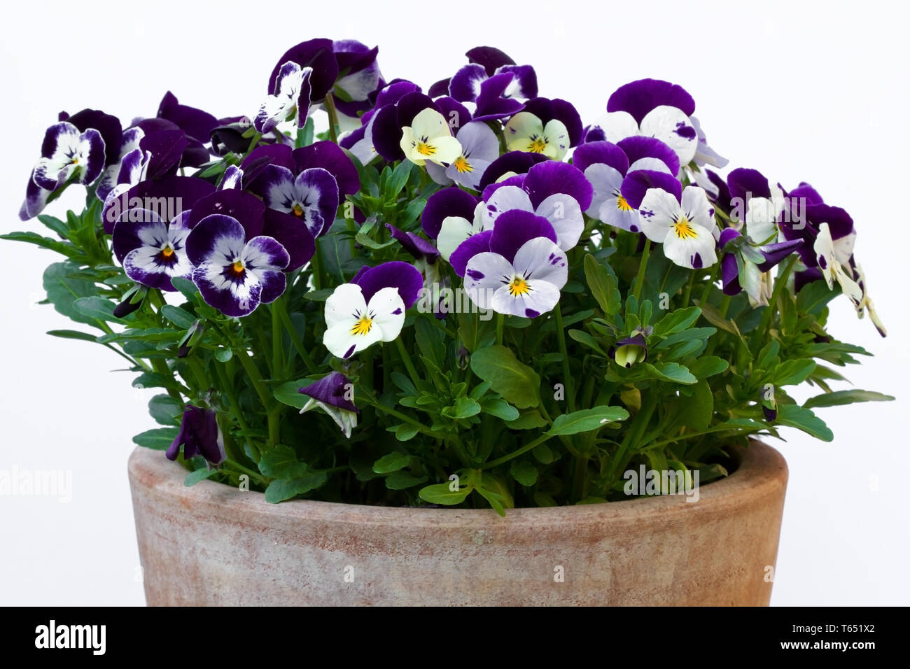 Horned or Tufted Pansy Stock Photo - Alamy