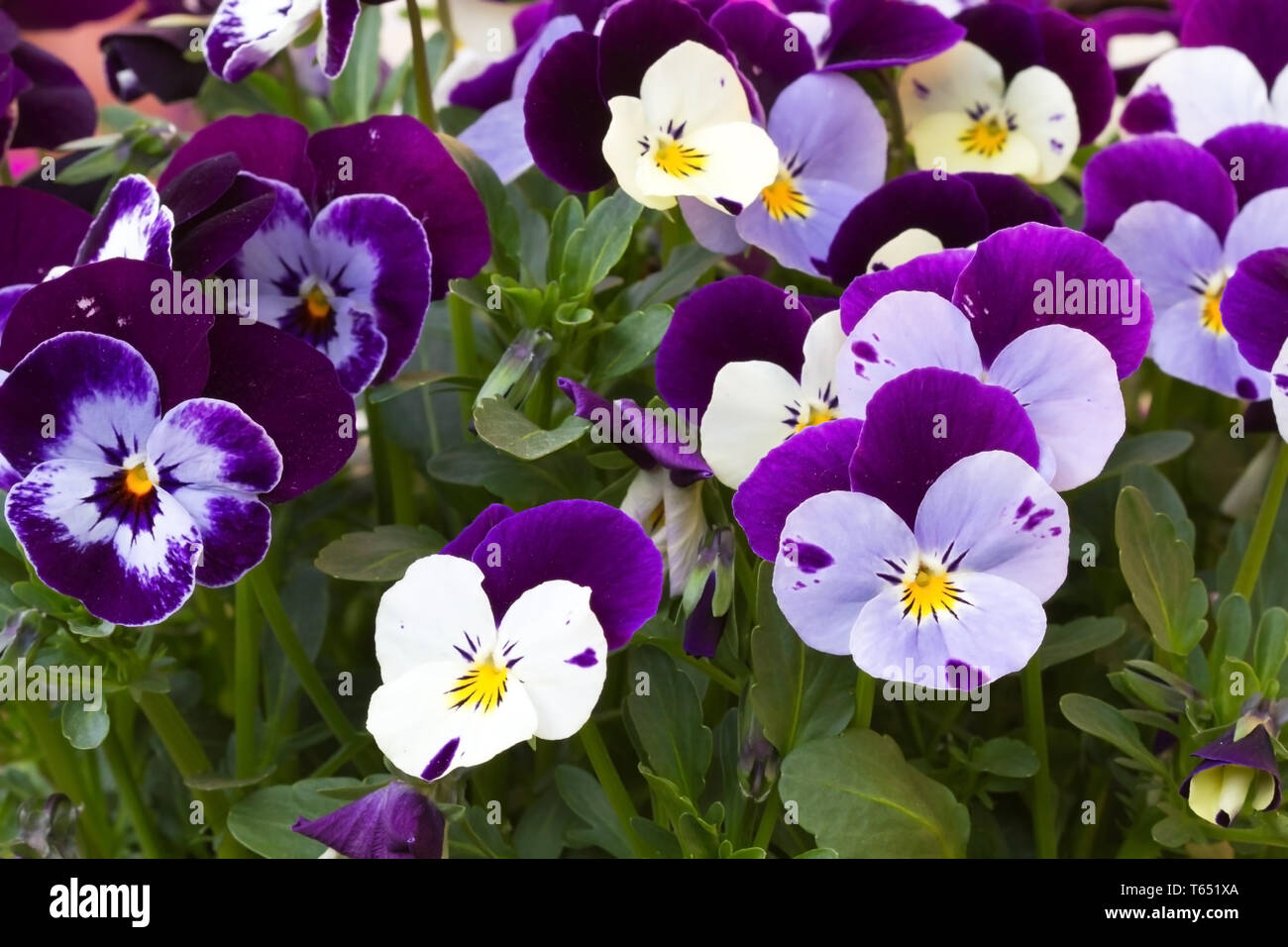 Horned or Tufted Pansy Stock Photo - Alamy